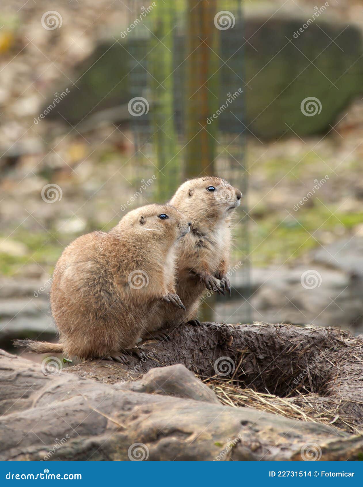 Two Prairie Dogs stock photo. Image of beige, light, family - 22731514