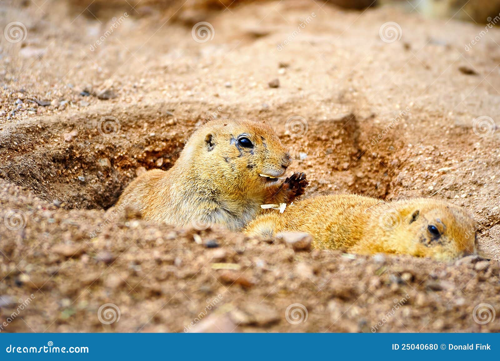 Two Prairie Dogs stock photo. Image of cute, mammal, nesting - 25040680