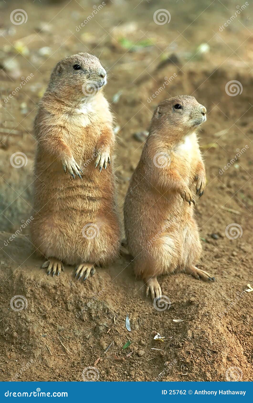 Two prairie dogs stock photo. Image of rodent, erect, observing - 25762