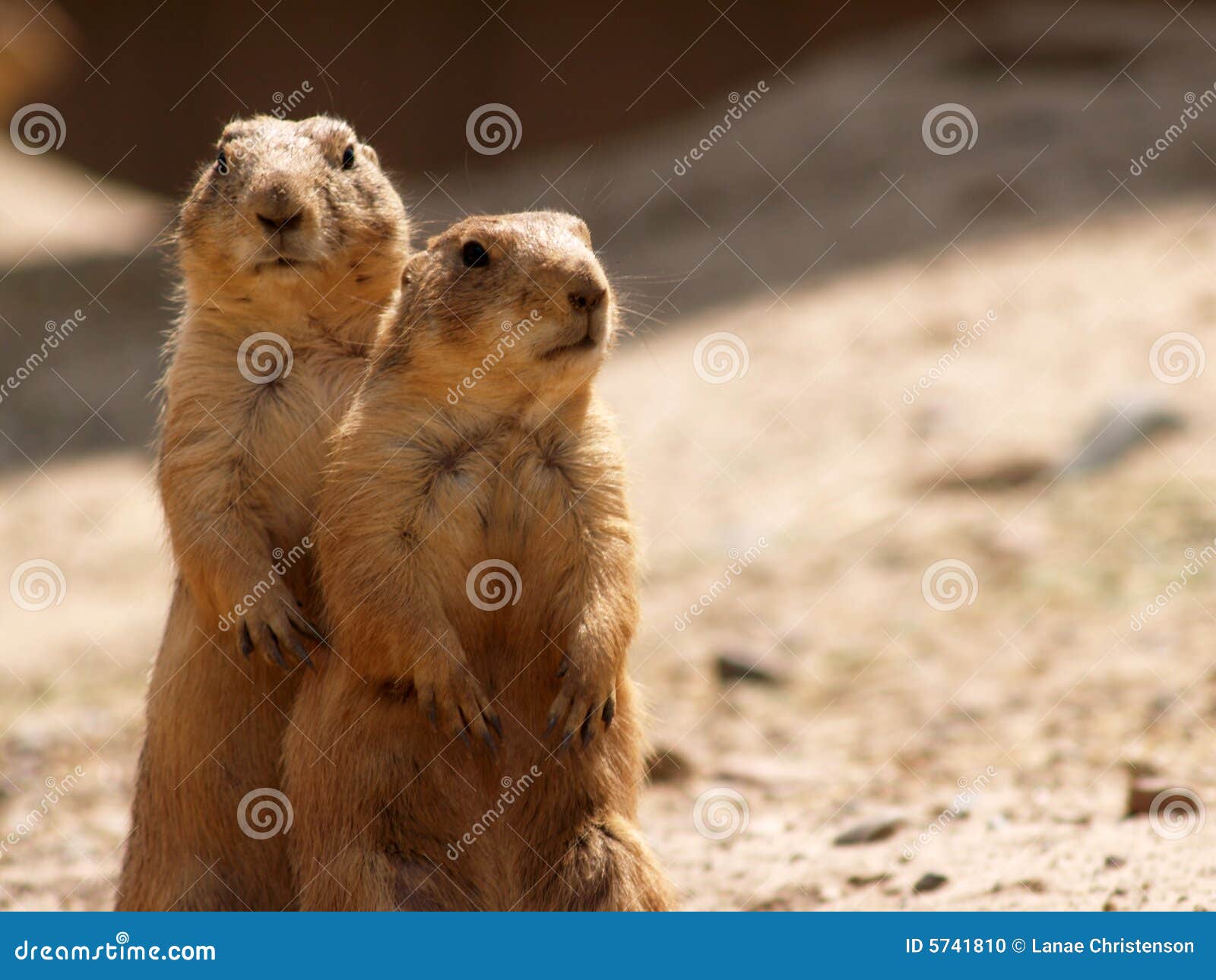 Two Prairie Dogs stock photo. Image of prairie, humorous - 5741810