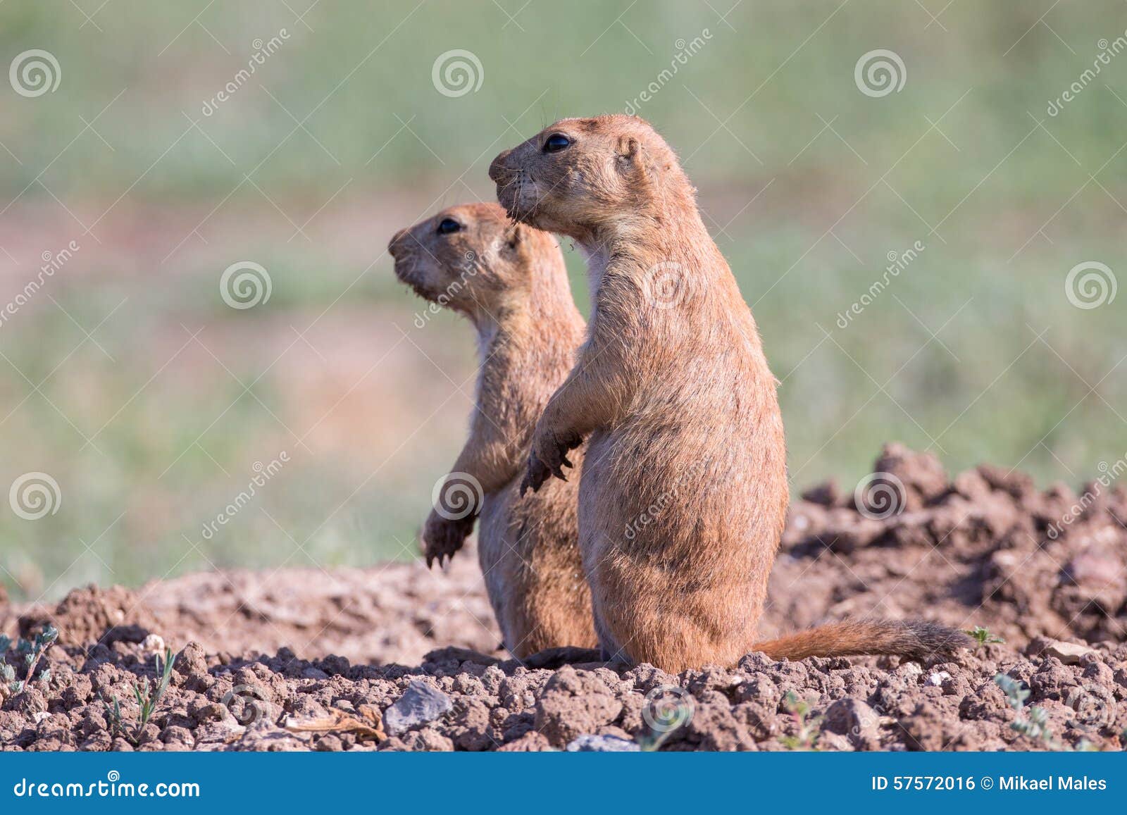 Two prairie dogs on alert stock photo. Image of animals - 57572016
