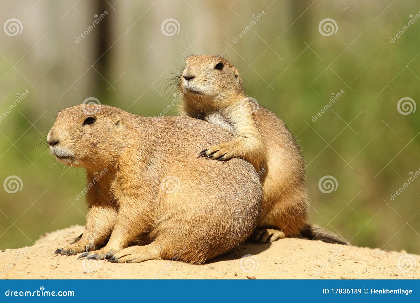 Two Prairie Dogs Close Together Stock Image - Image of mammal, wild ...