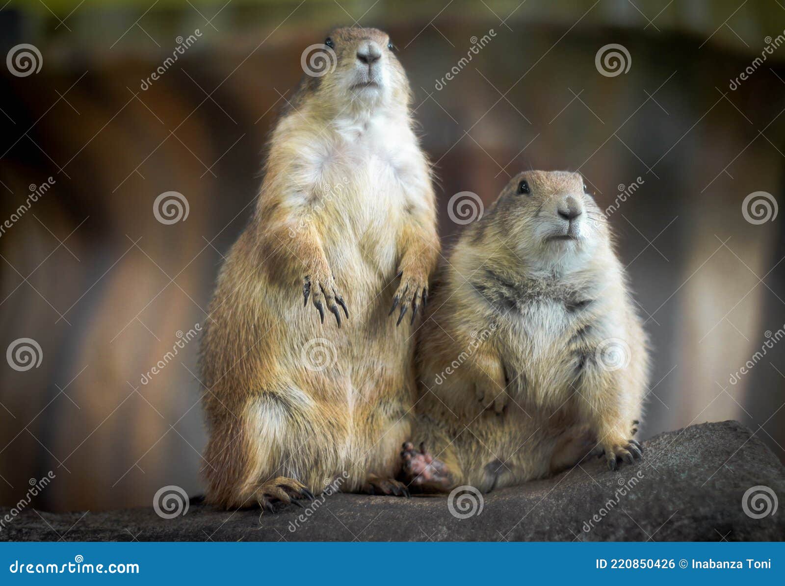 Two Prairie dogs at a zoo stock photo. Image of wildlife - 220850426
