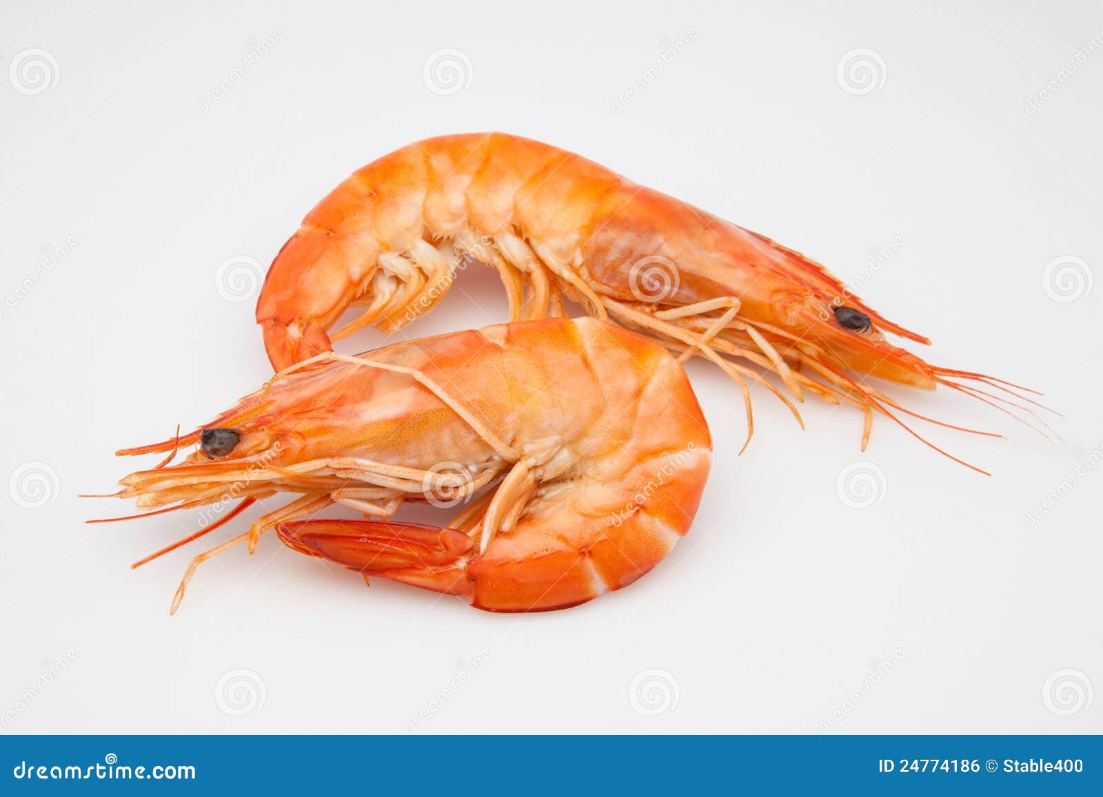 Two prawns stock photo. Image of crustacean, nutrition - 24774186
