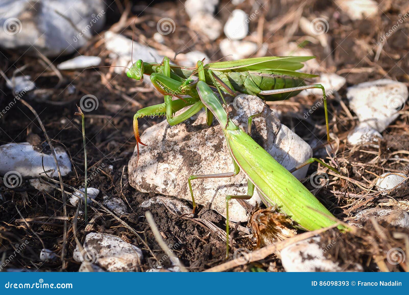Two Praying Mantises are Fighting a Death Struggle. Stock Image - Image ...