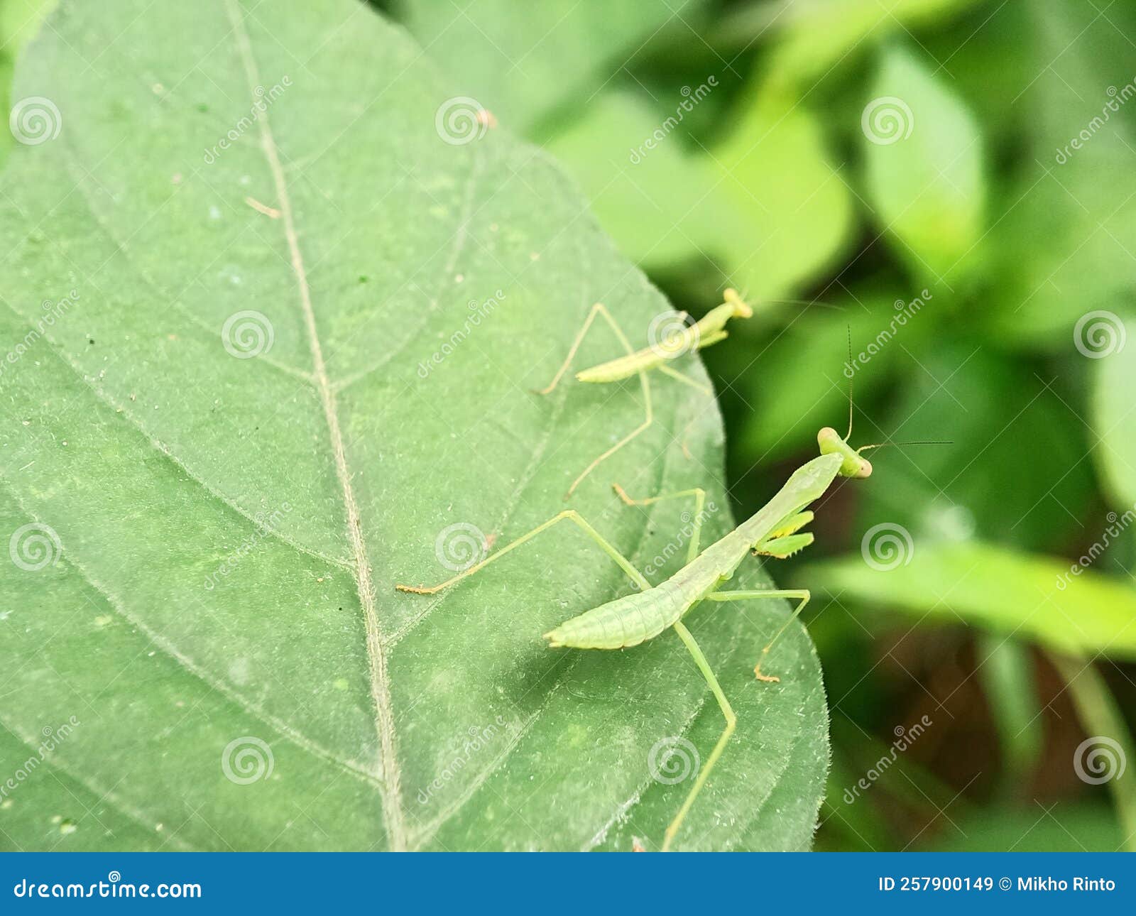 Two Praying Mantises on a Green Leaf, Both Looking Down Stock Image ...