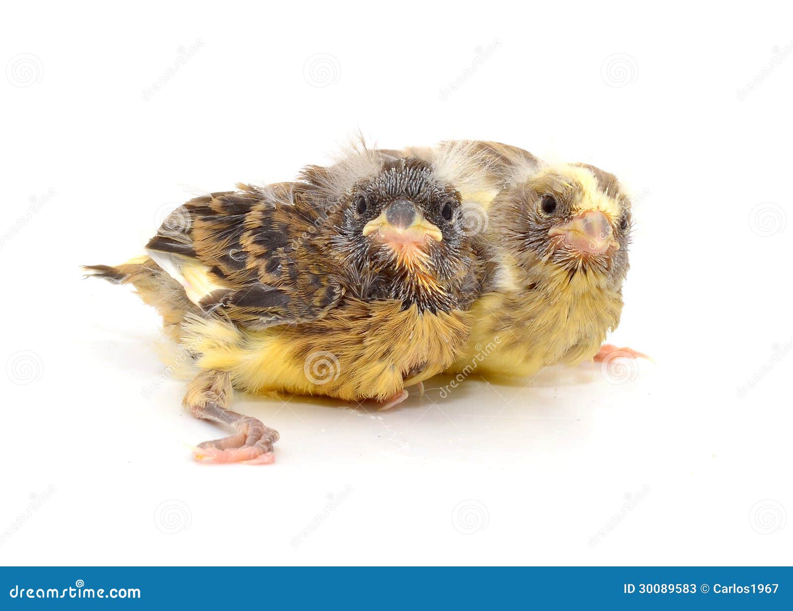 Two Canaries stock image. Image of cold, baby, canary - 30089583