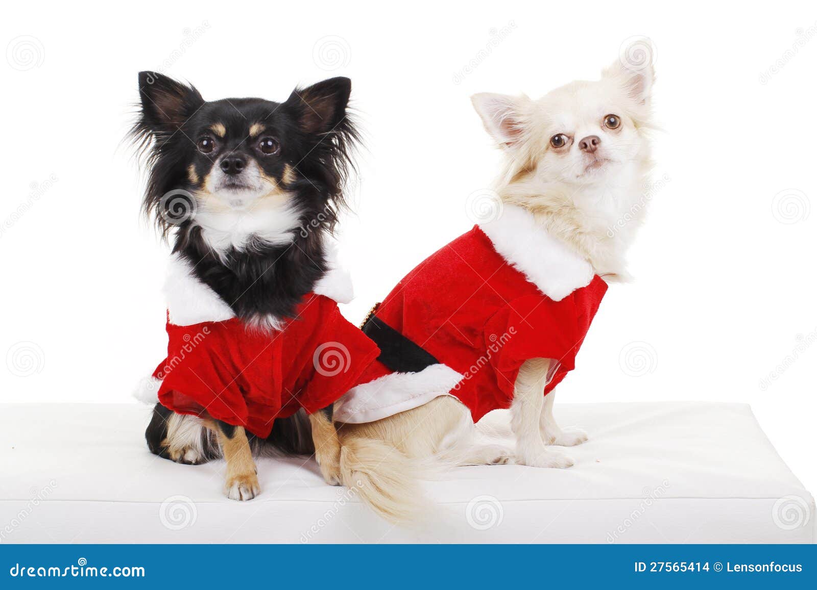 Two Pretty Dogs in Christmas Costume Stock Photo - Image of time, santa ...