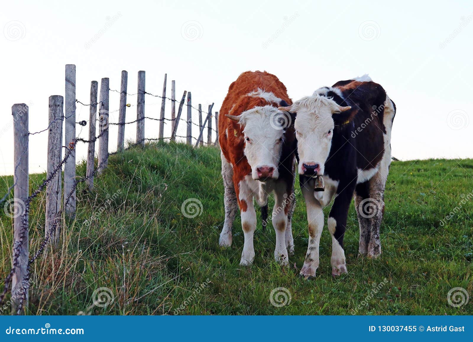 Two Pretty Young Simmental Cows with Horns Stock Image - Image of ...