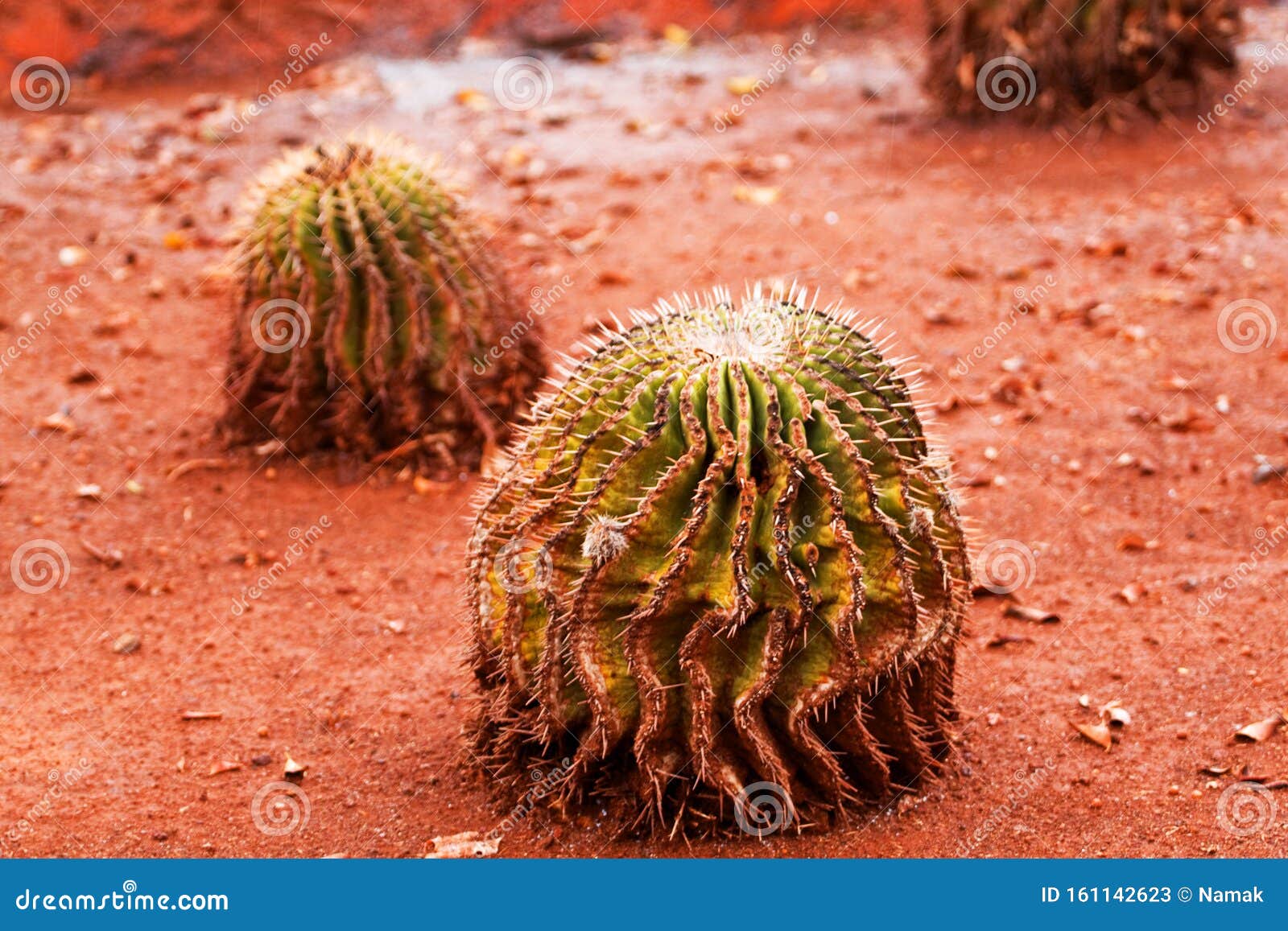 Two Prickly Cacti Grow on Sandy Soil, Natural Background Stock Image ...