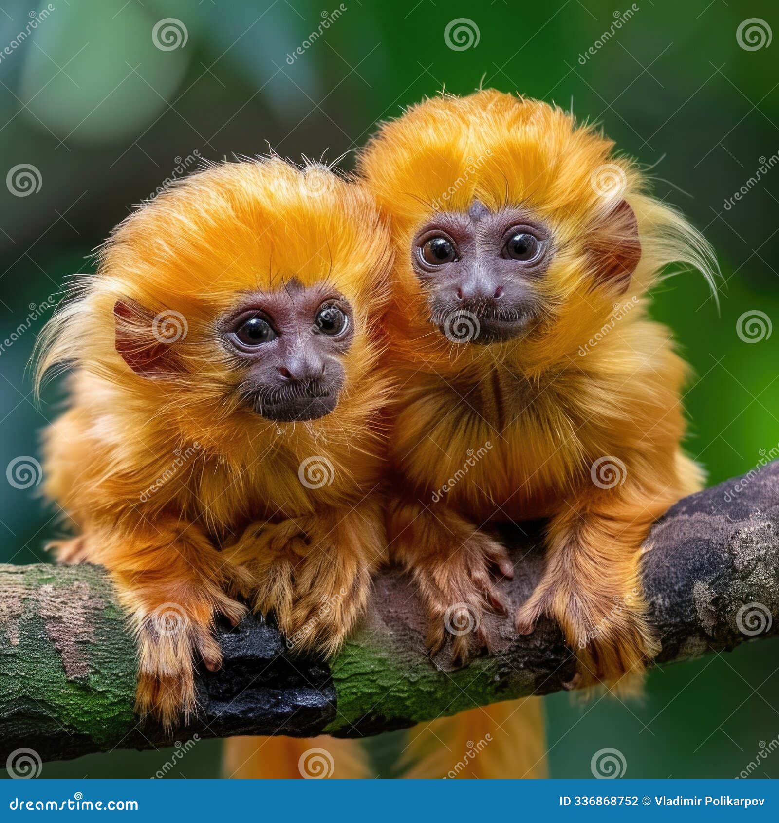 Two Primates Perched on a Tree Limb, Looking Out into the Distance ...