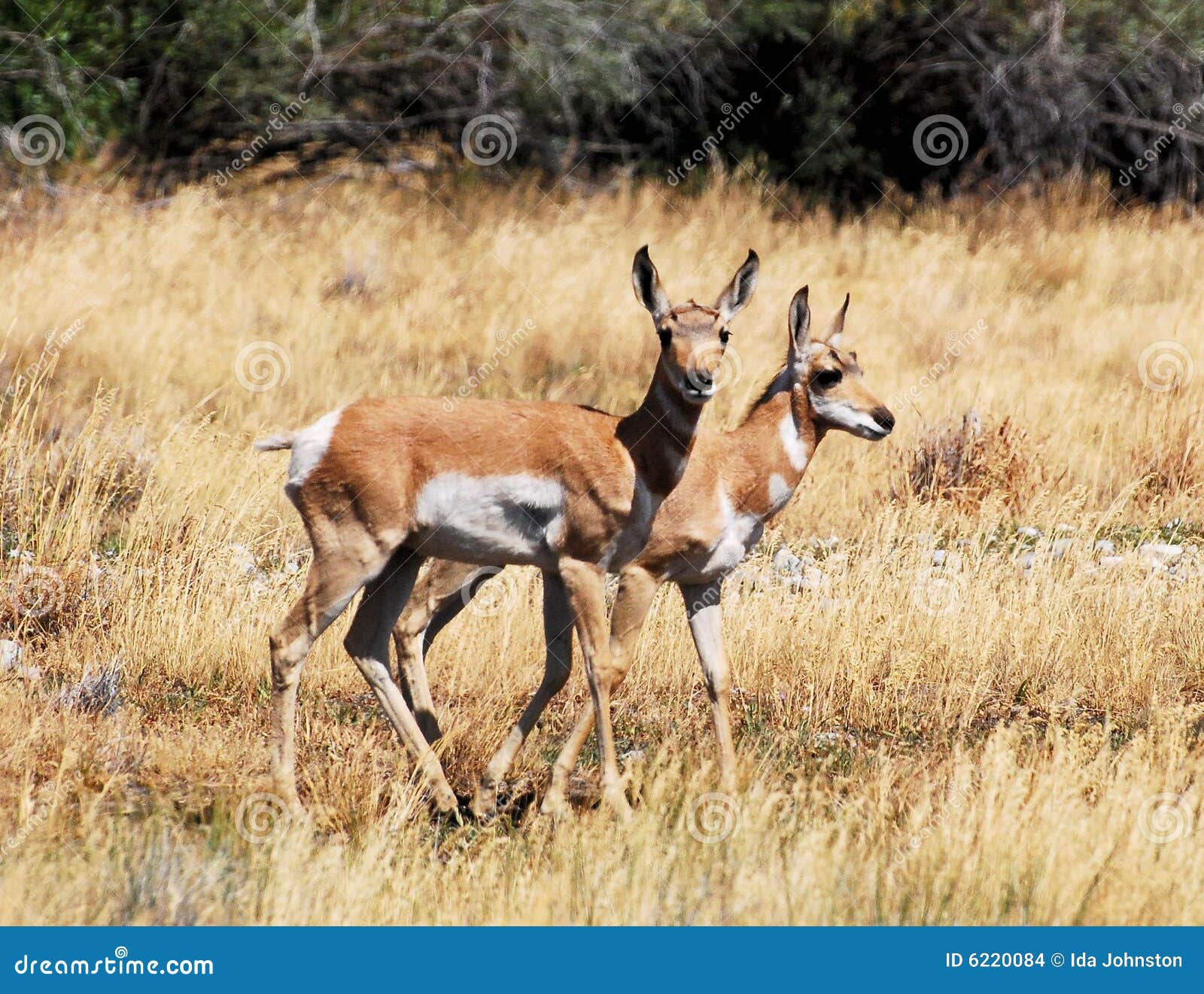 Two Pronghorn Fawns stock photo. Image of pair, meadow - 6220084