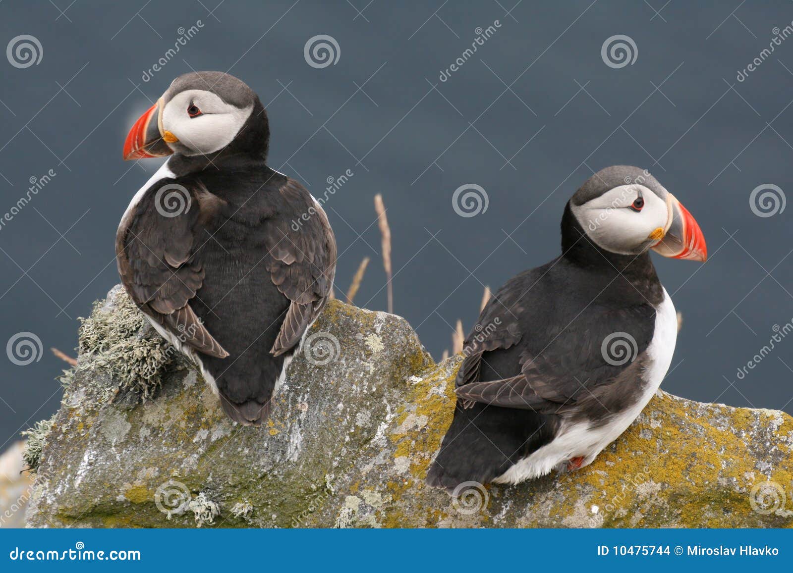 Two puffins stock photo. Image of multifarious, pair - 10475744