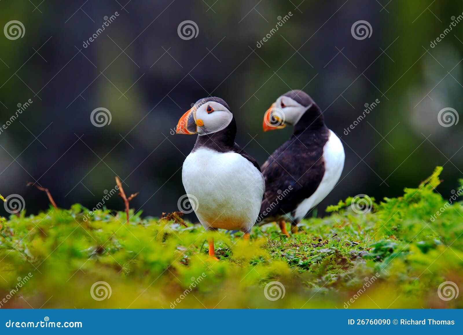 Two Puffins stock photo. Image of standing, arctica, cliff - 26760090