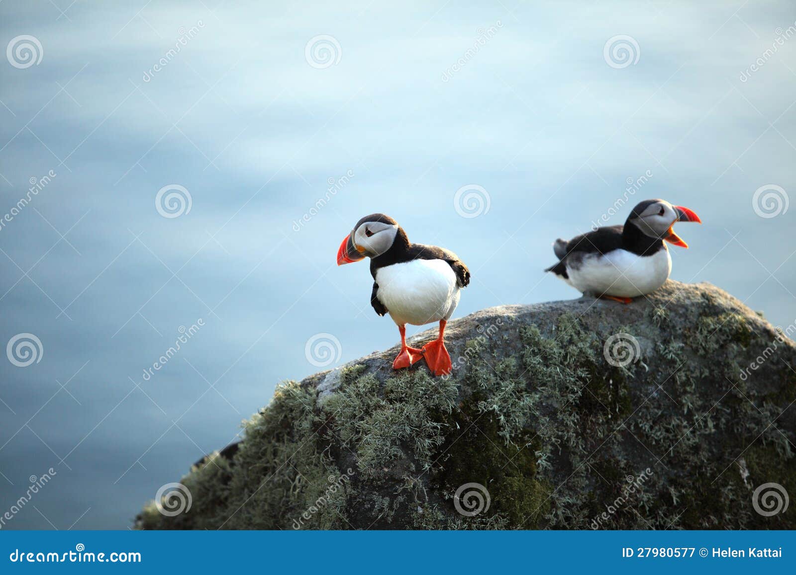 Two Puffins stock image. Image of peace, beautiful, latrabjarg - 27980577