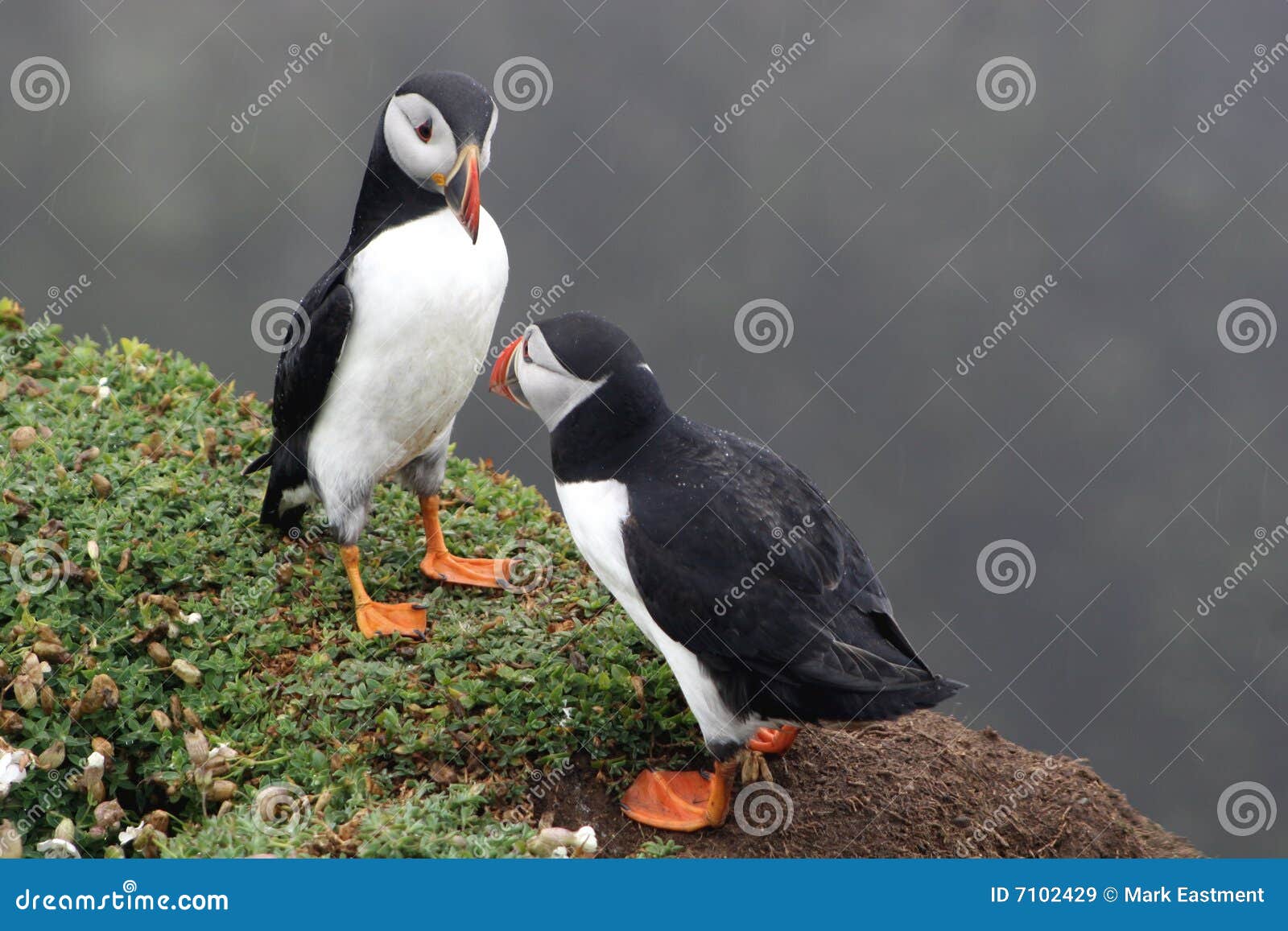 Two Puffins stock image. Image of feathers, skomer, wales - 7102429