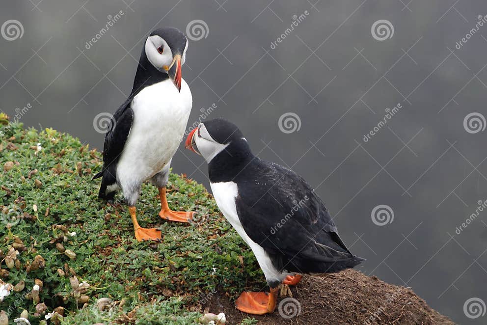 Two Puffins stock image. Image of feathers, skomer, wales - 7102429