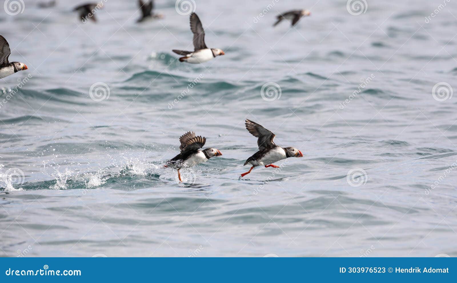 Two Puffins Enter the Water at the Start and Take Off. Stock Image ...