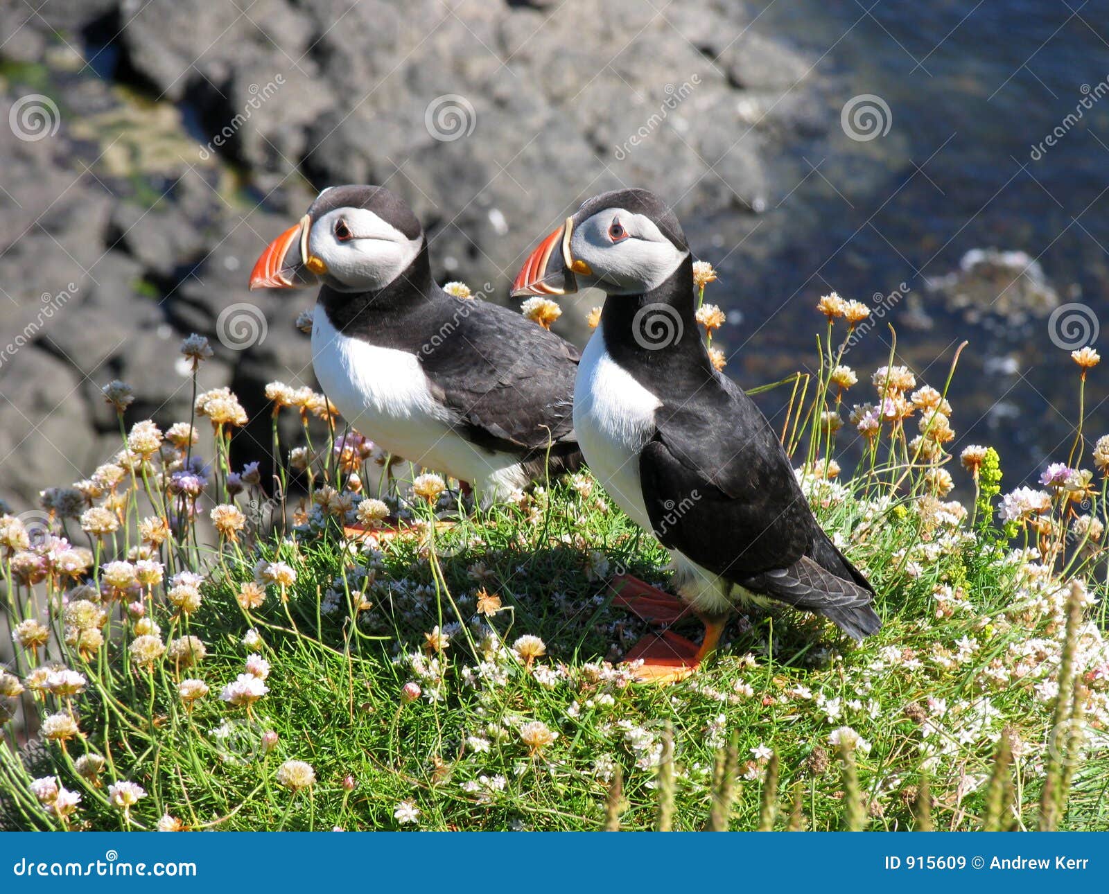 Two Puffins Pose for the Camera Stock Image - Image of nature, staffa ...