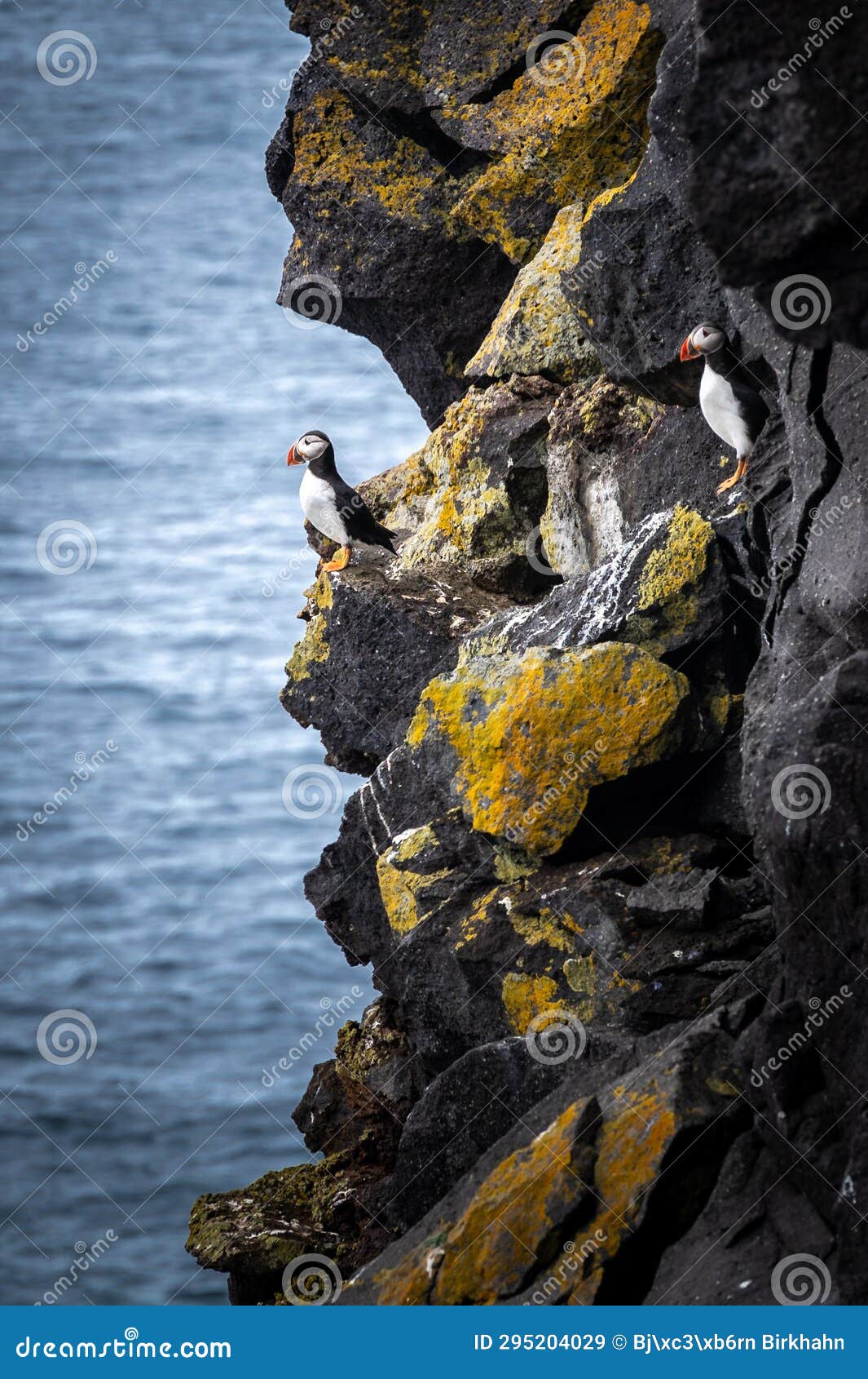 Two Puffins at the Side of a Cliff at the Sea Stock Image - Image of ...