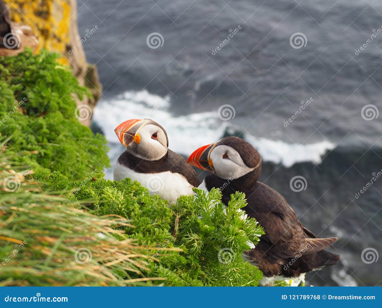Puffins at a cliff stock photo. Image of birdwatching - 121789768
