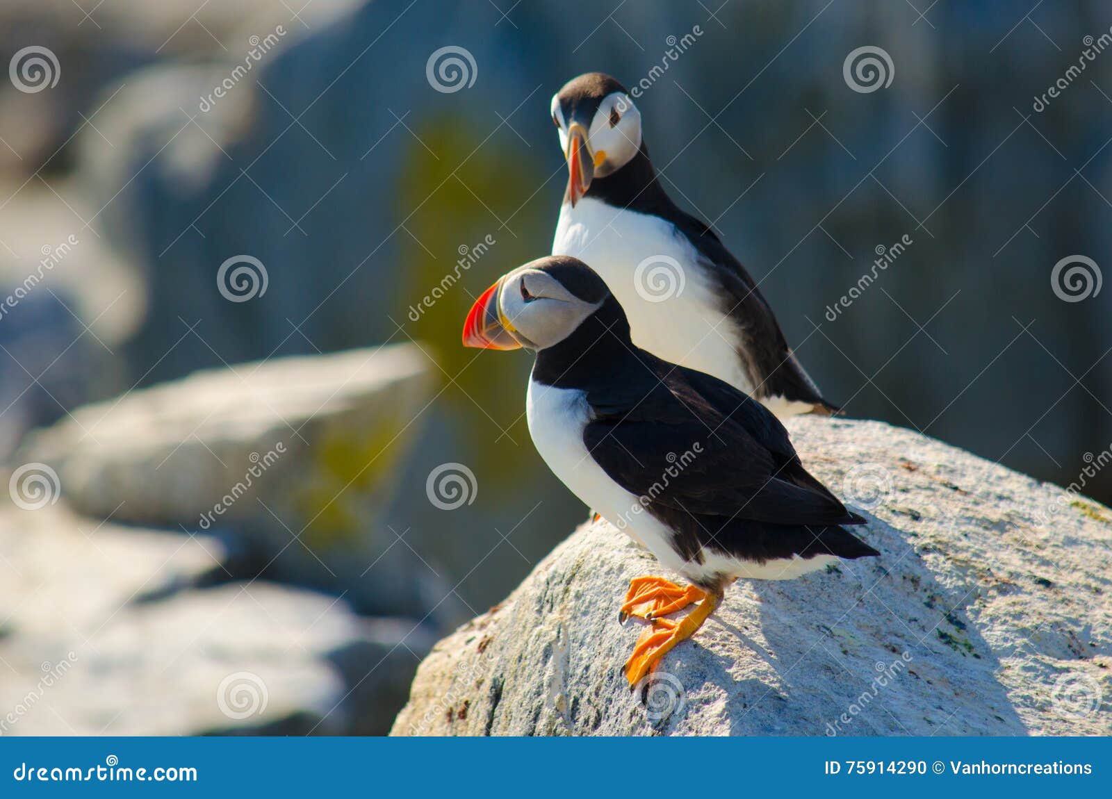 Two Puffins Standing on a Rock Together Stock Photo - Image of nature ...