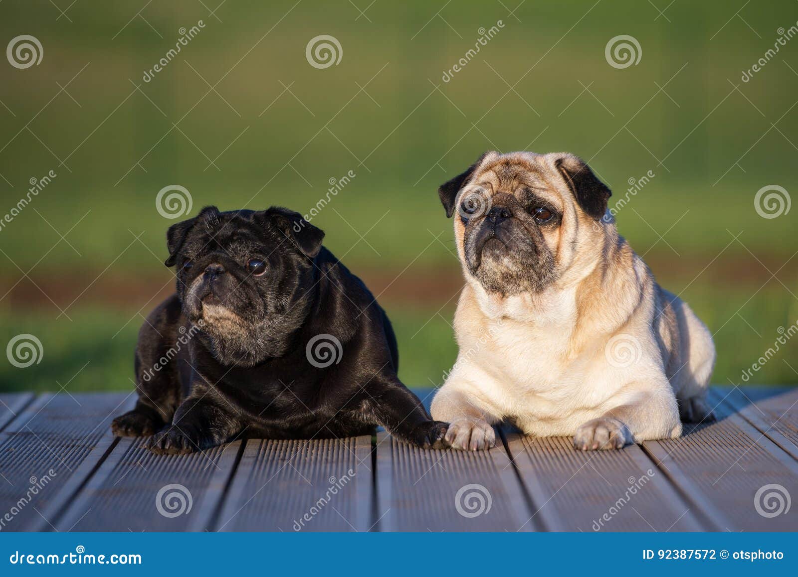 Two Pug Dogs Posing Outdoors Stock Photo - Image of animal, purebred ...