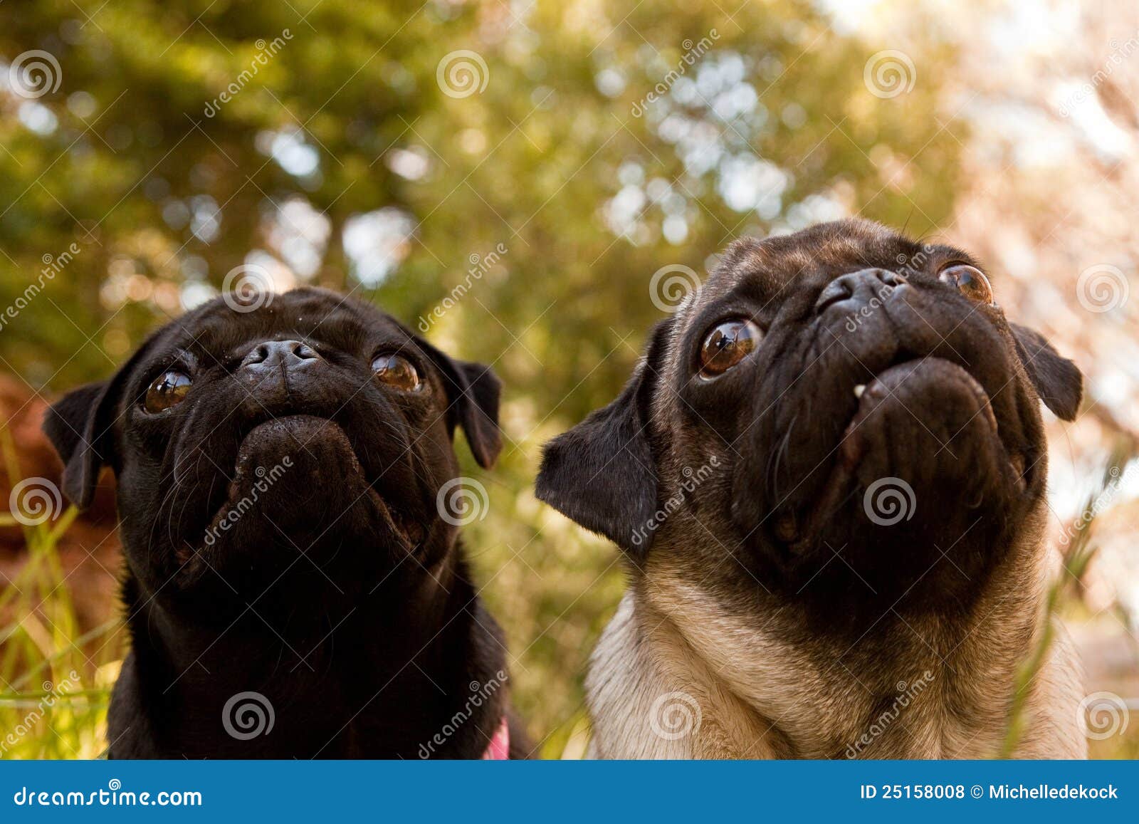 Two pug faces stock photo. Image of adorable, grass, canniness - 25158008