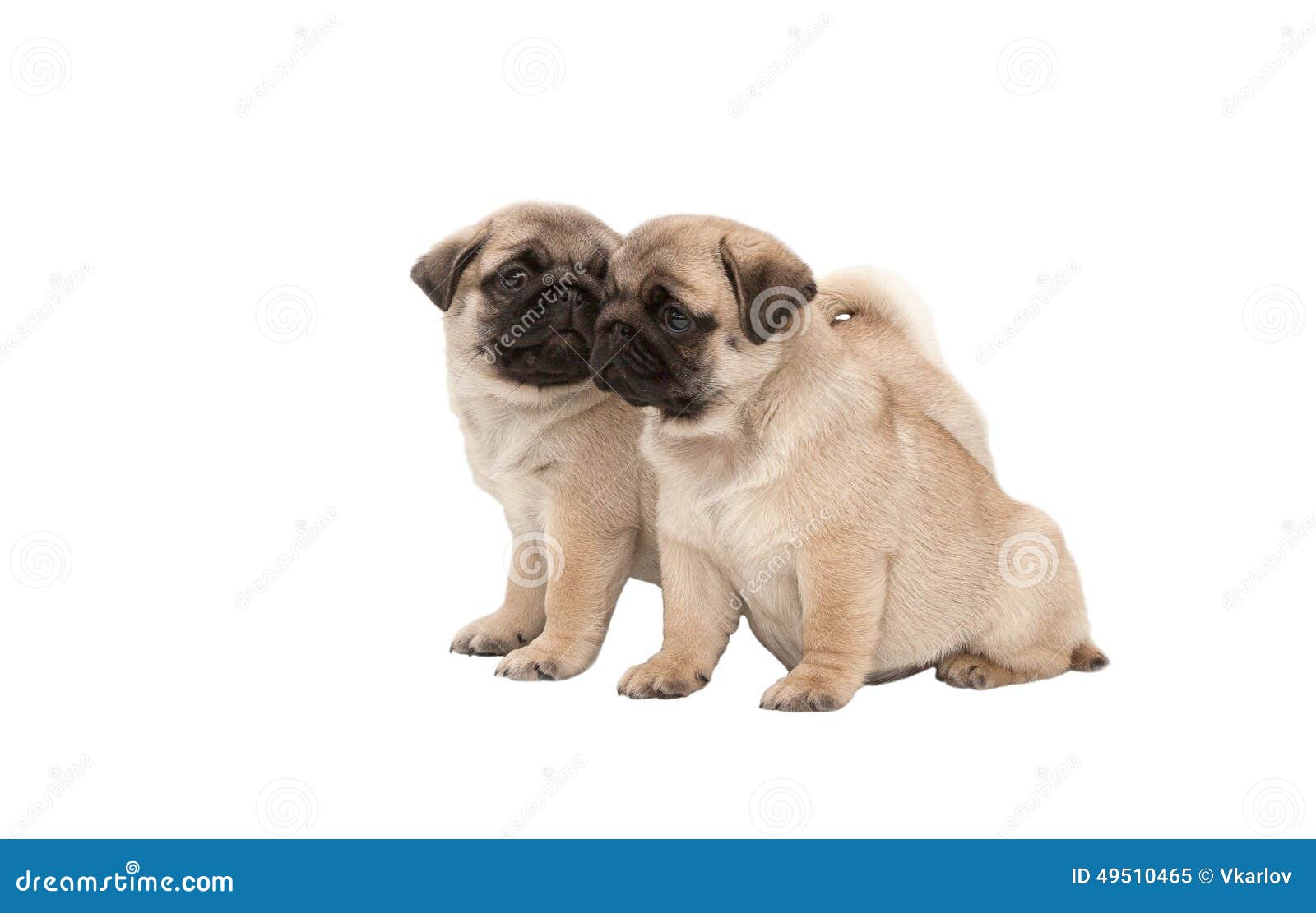Two Pug Puppy Isolated on White Stock Image - Image of canine, watching ...