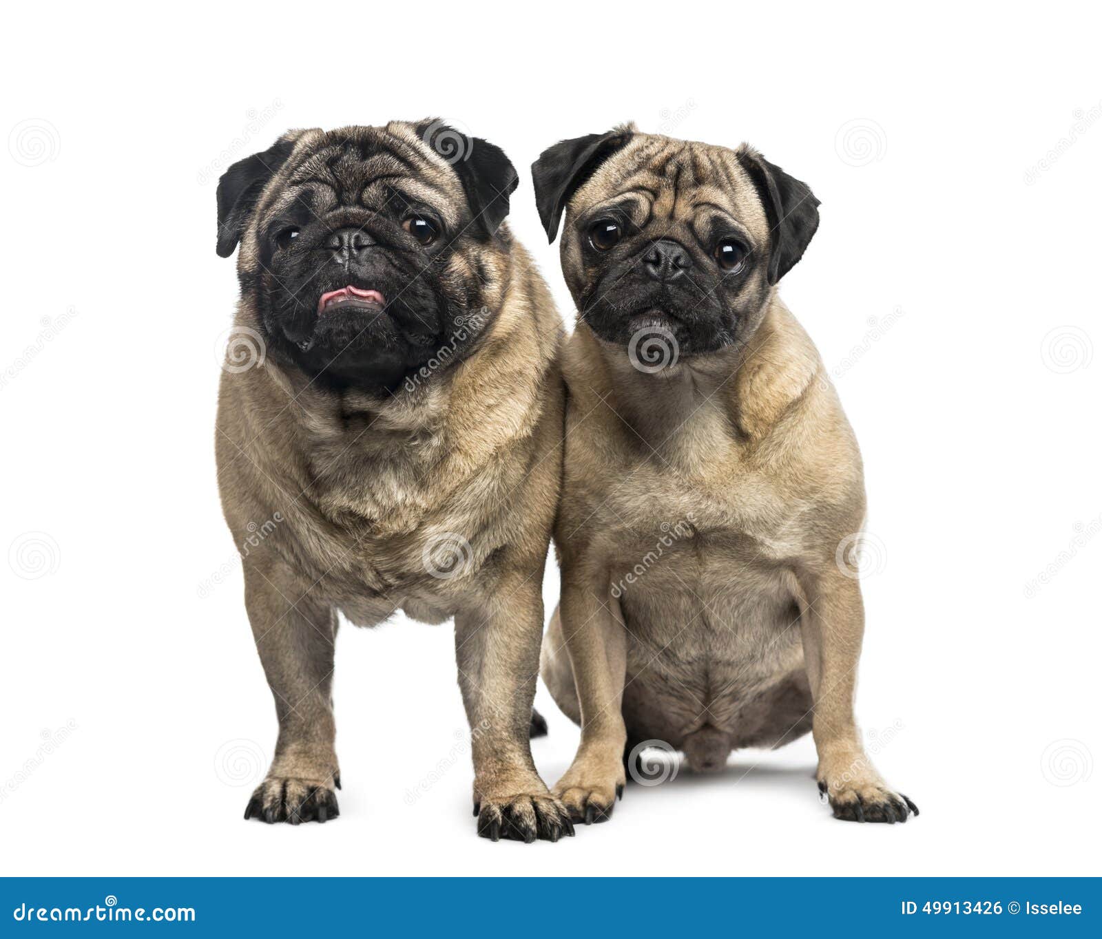 Two pugs stock photo. Image of brown, domestic, dogs - 49913426