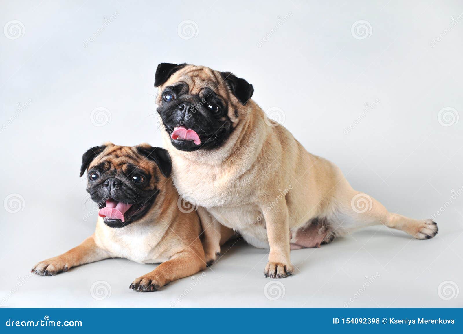 Two Pugs in Studio Isolated on White Stock Photo - Image of portrait ...