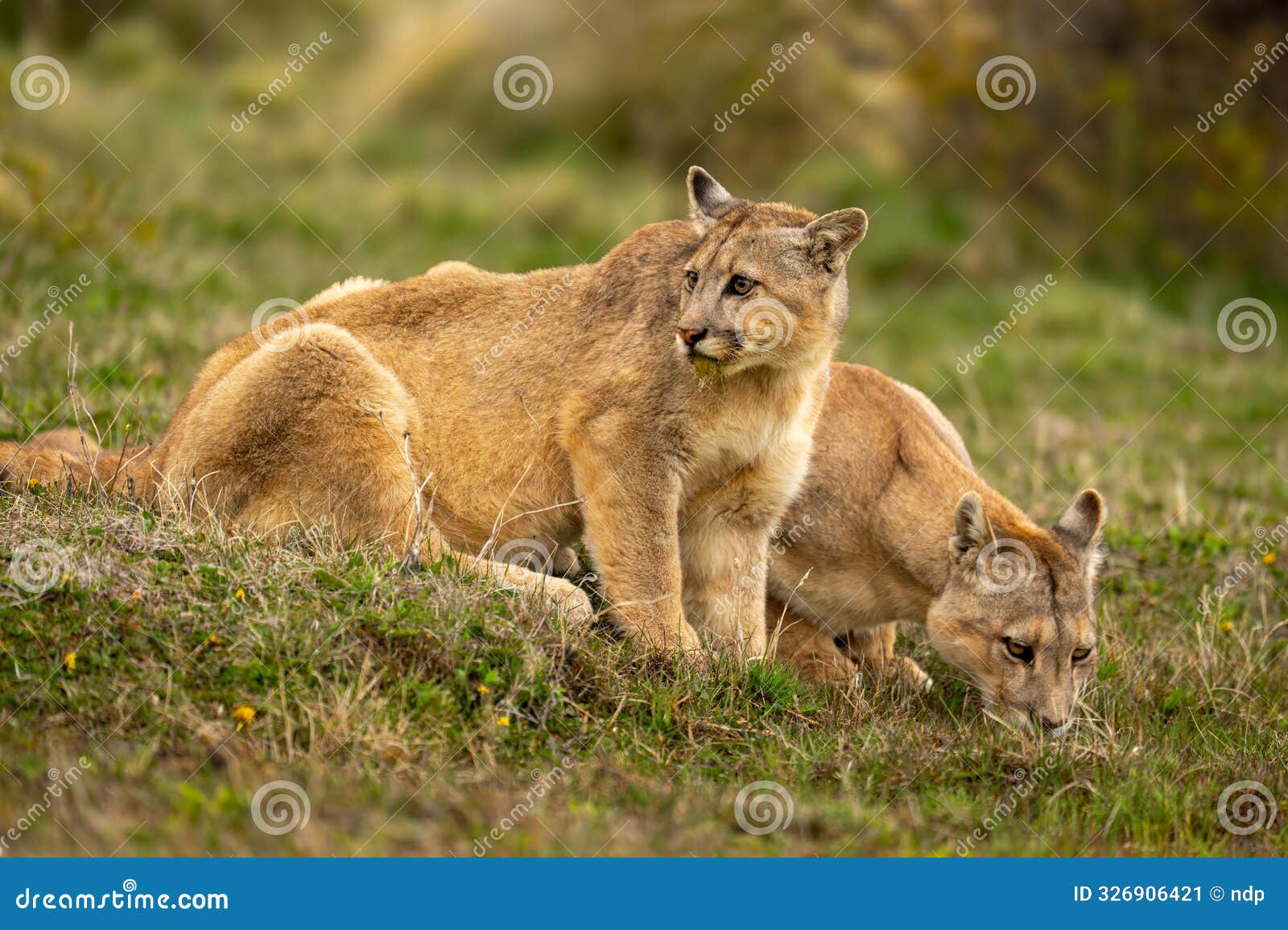 Two Pumas Drink from Puddle in Scrubland Stock Image - Image of chile ...