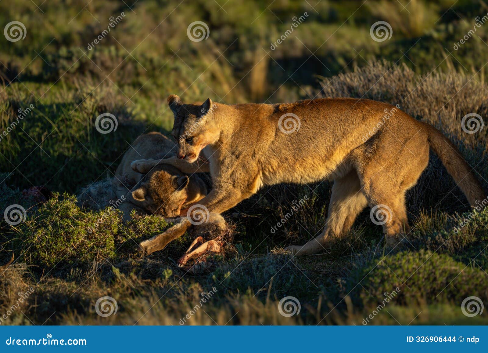 Two Pumas Feeding on Guanaco in Sunshine Stock Photo - Image of ...