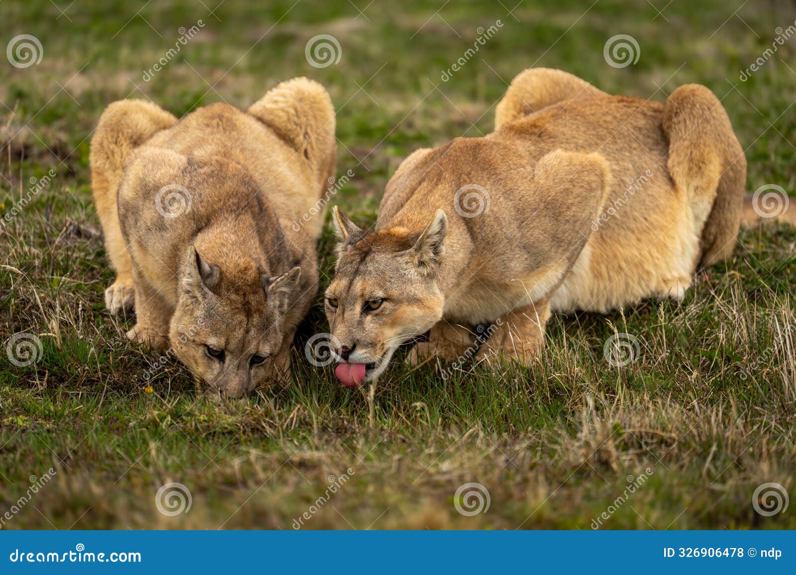 Two Pumas Lie Drinking Water from Pool Stock Photo - Image of landscape ...