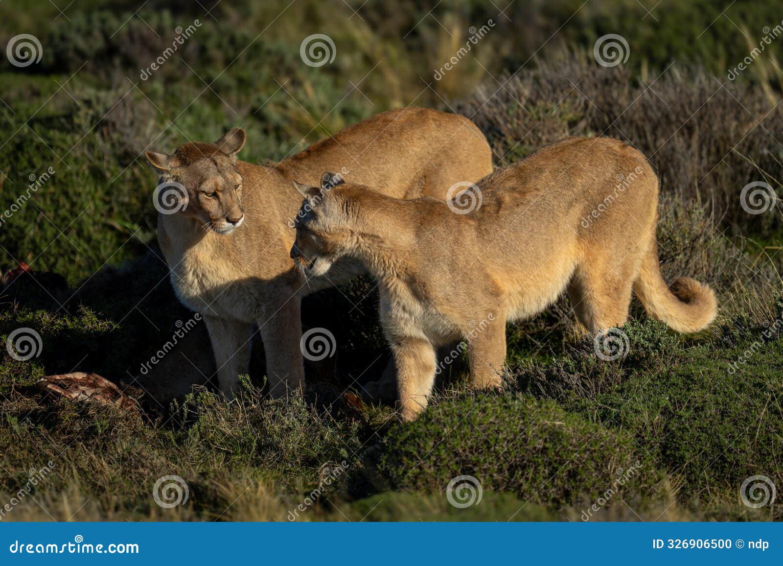 Two Pumas Regard Each Other on Scrubland Stock Photo - Image of travel ...