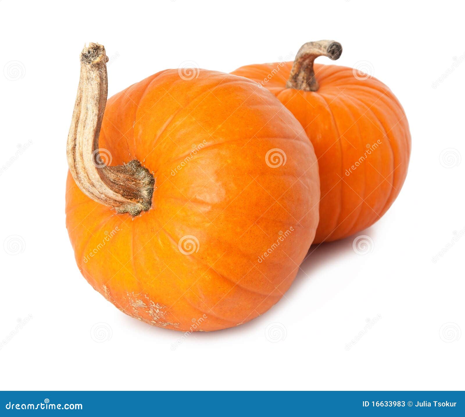 Two pumpkin. stock image. Image of season, forage, harvest - 16633983