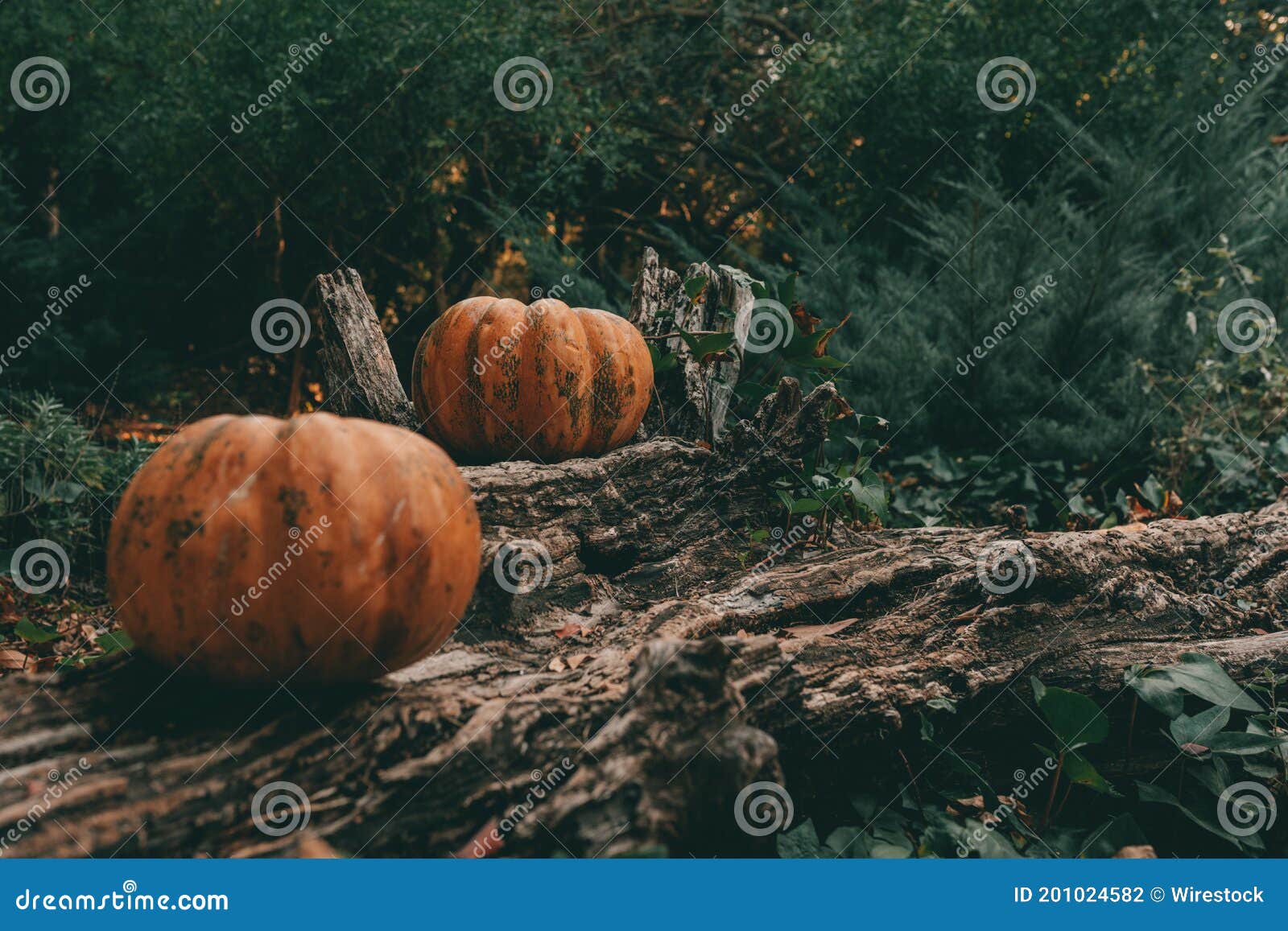 Two Pumpkin on a Tree Trunk on the Forest Floor Stock Photo - Image of ...