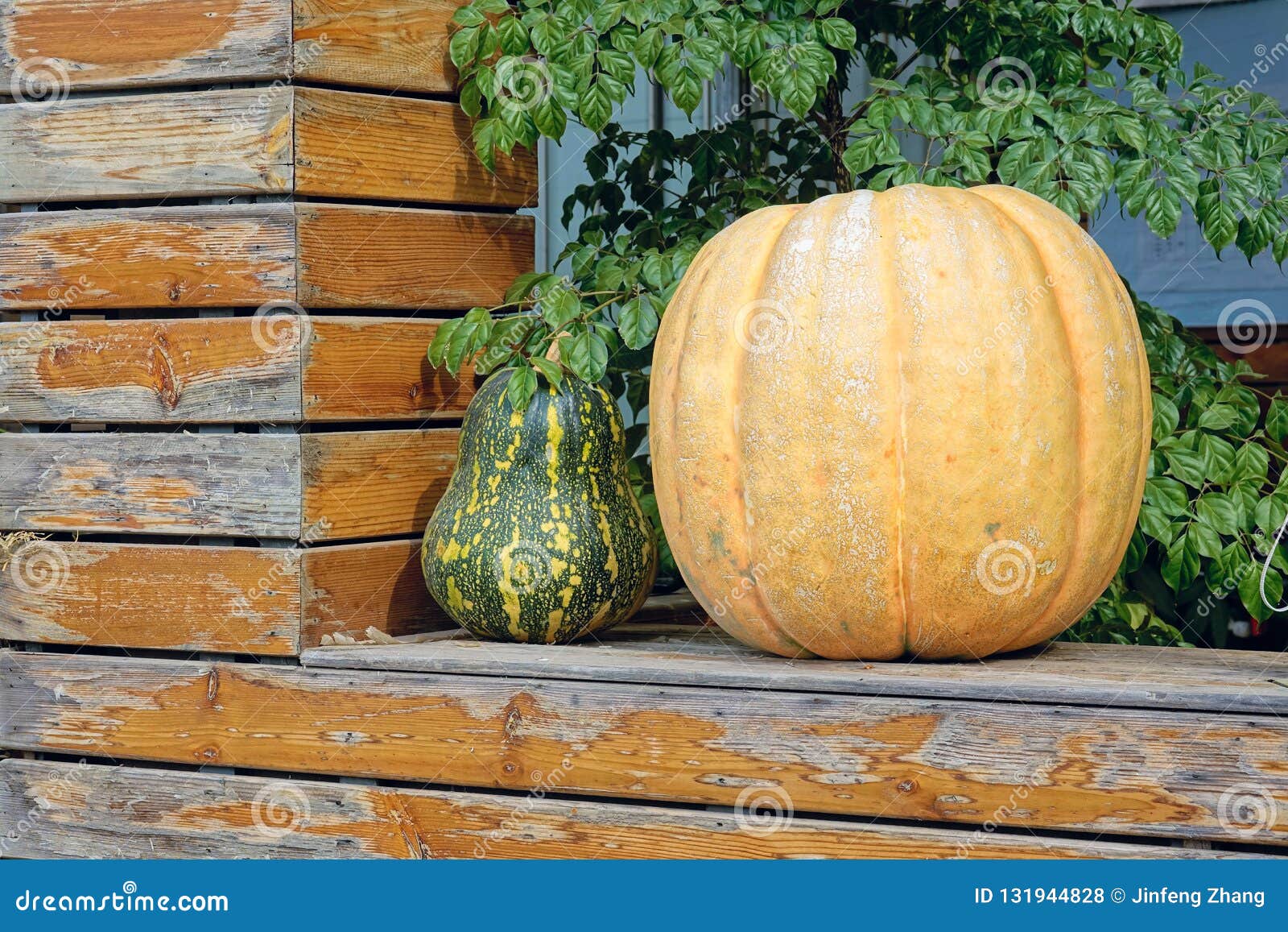 Two pumpkin stock photo. Image of yellow, vegetables - 131944828