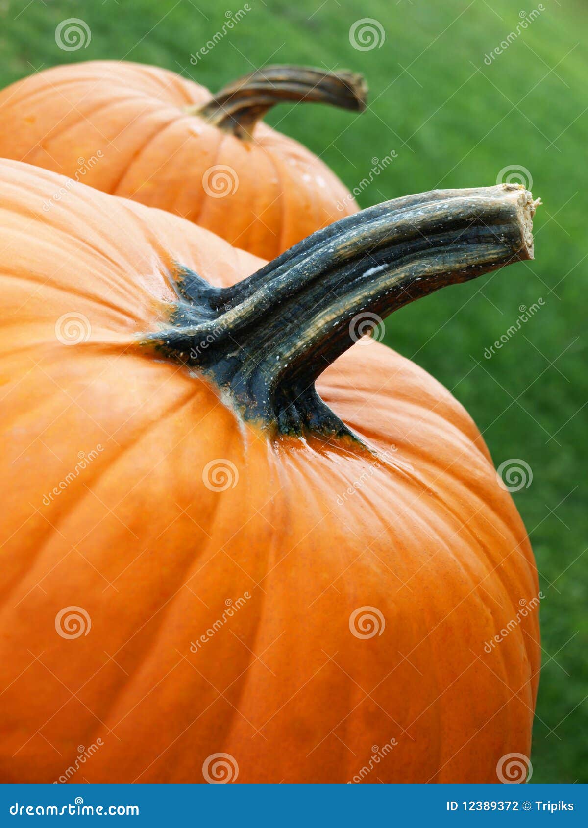 Two Pumpkins stock photo. Image of stem, october, produce - 12389372