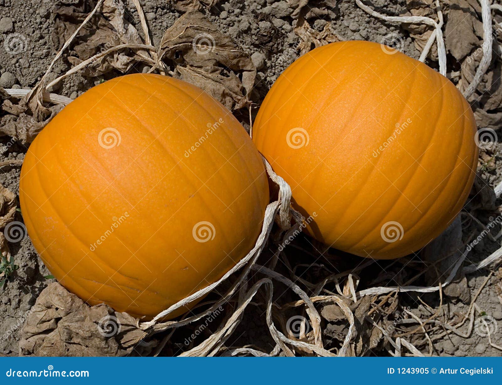 Two pumpkins stock image. Image of fall, orange, autumn - 1243905