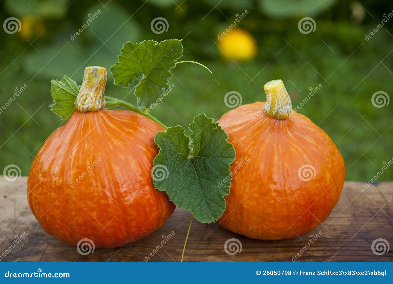 Two Pumpkins stock photo. Image of produce, season, grown - 26050798