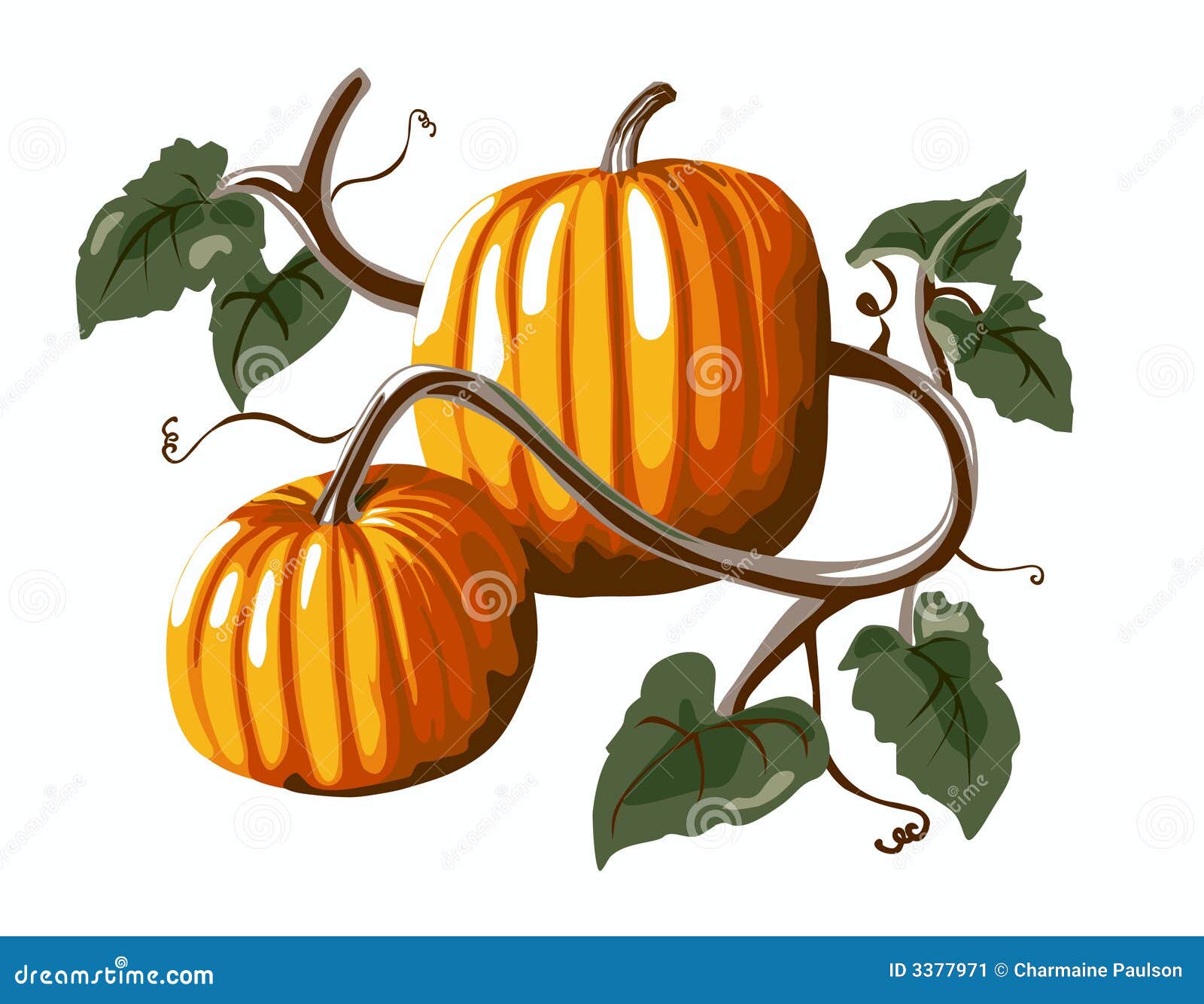 Two Pumpkins stock vector. Illustration of cooking, colored - 3377971