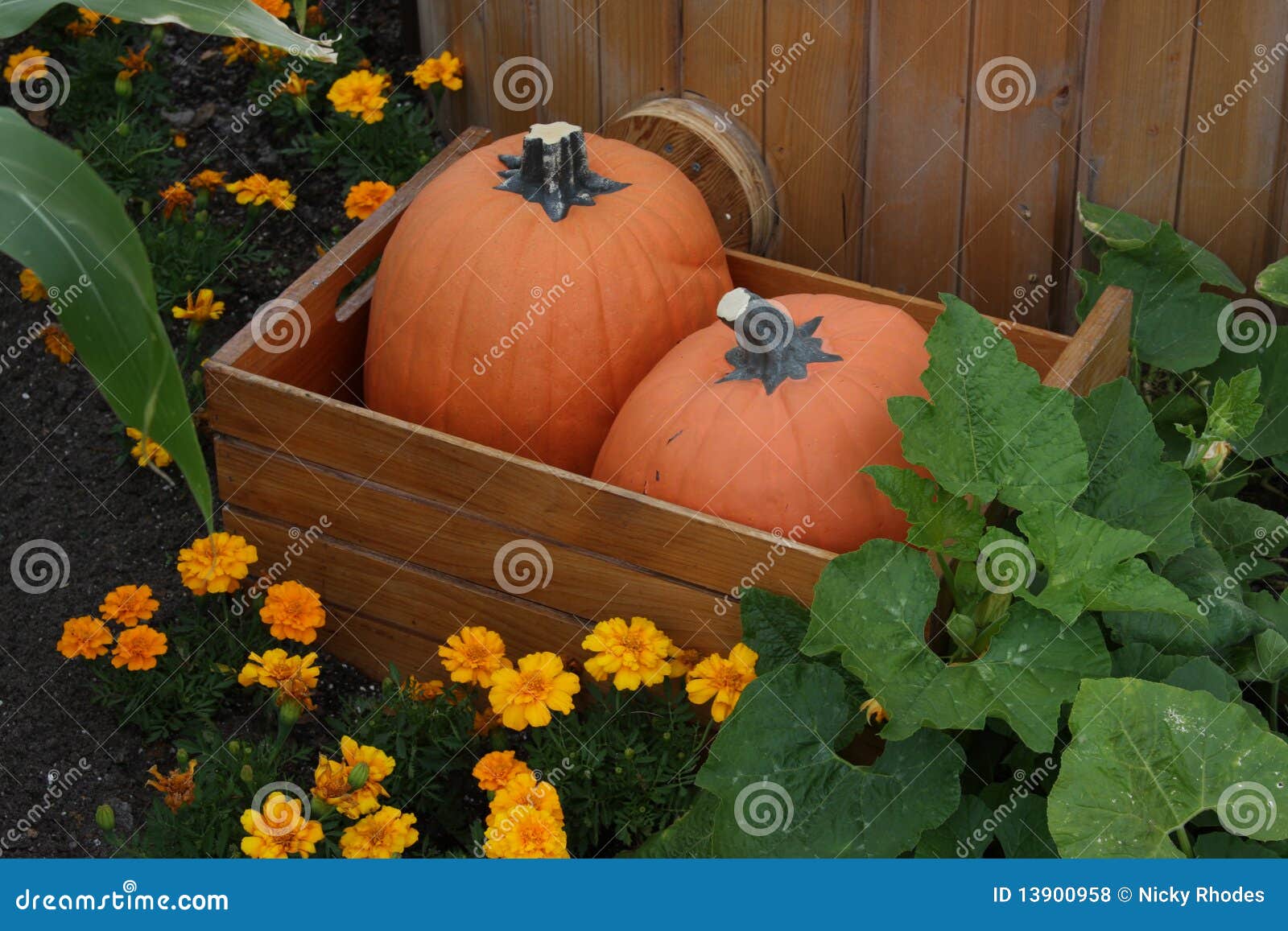 Two pumpkins in a barrel stock photo. Image of garden - 13900958