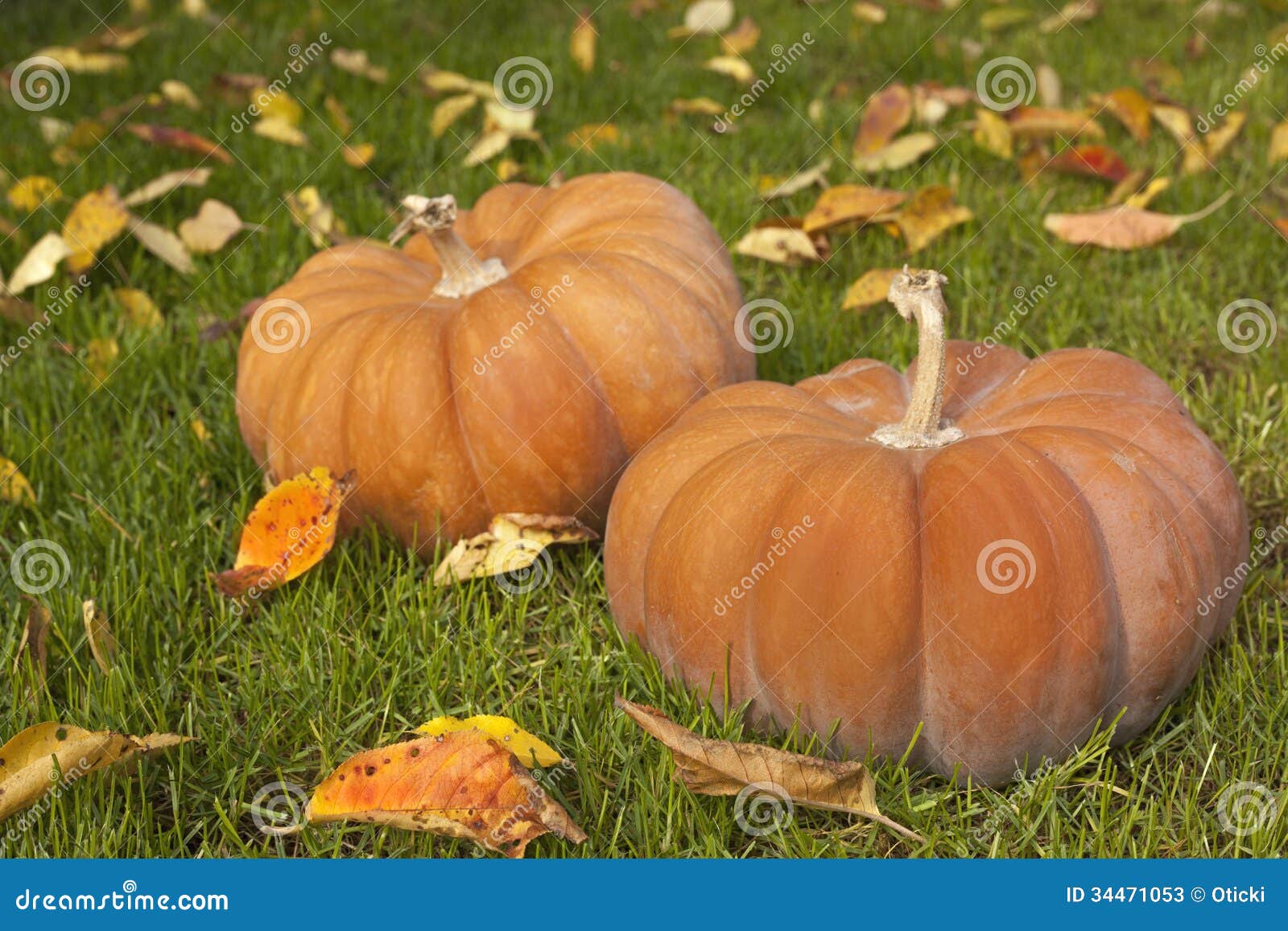 Two pumpkins stock image. Image of life, harvest, ingredient - 34471053