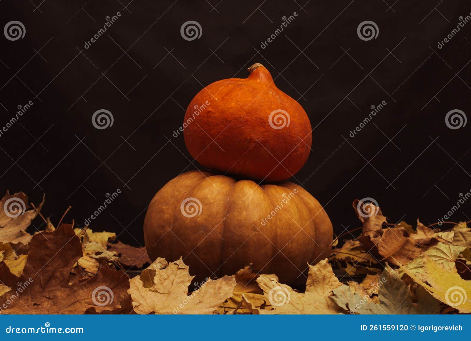 Two pumpkins stock photo. Image of food, fall, nature - 261559120