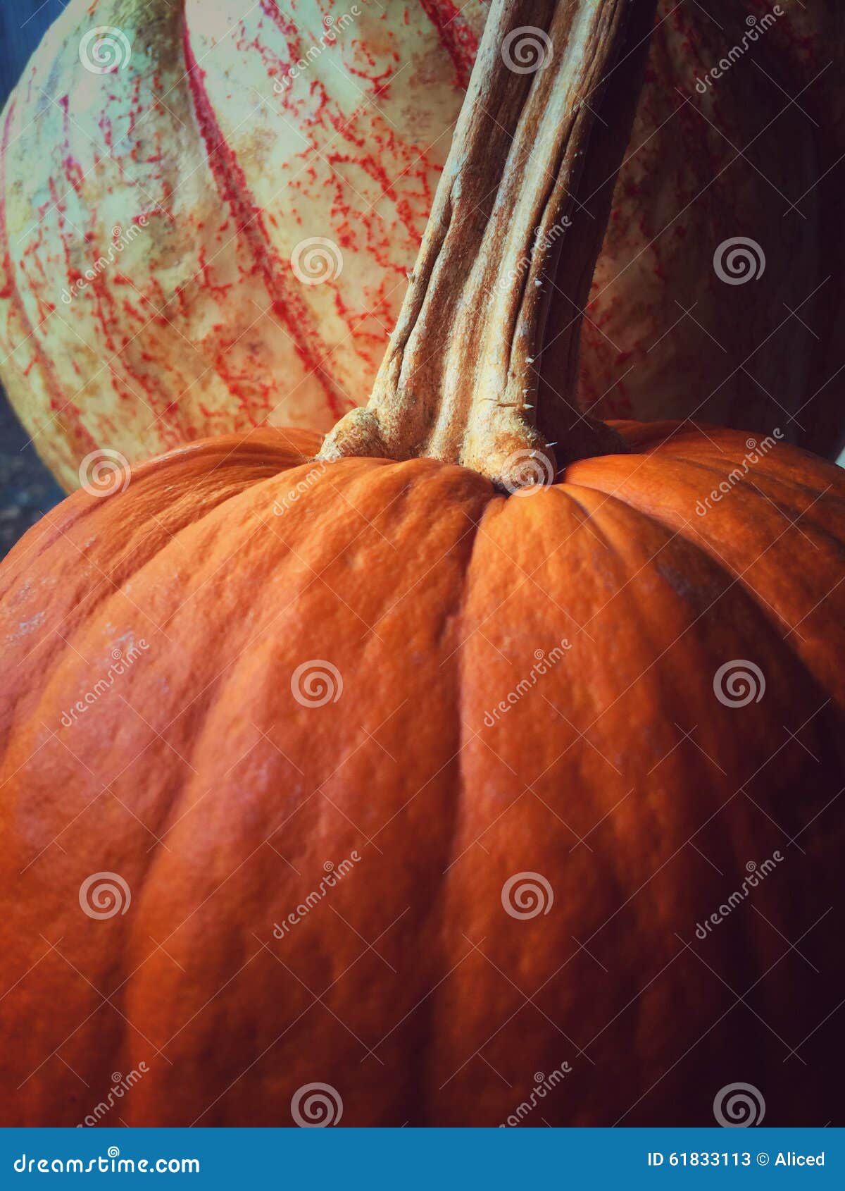 Two pumpkins stock image. Image of pumpkins, closeup - 61833113