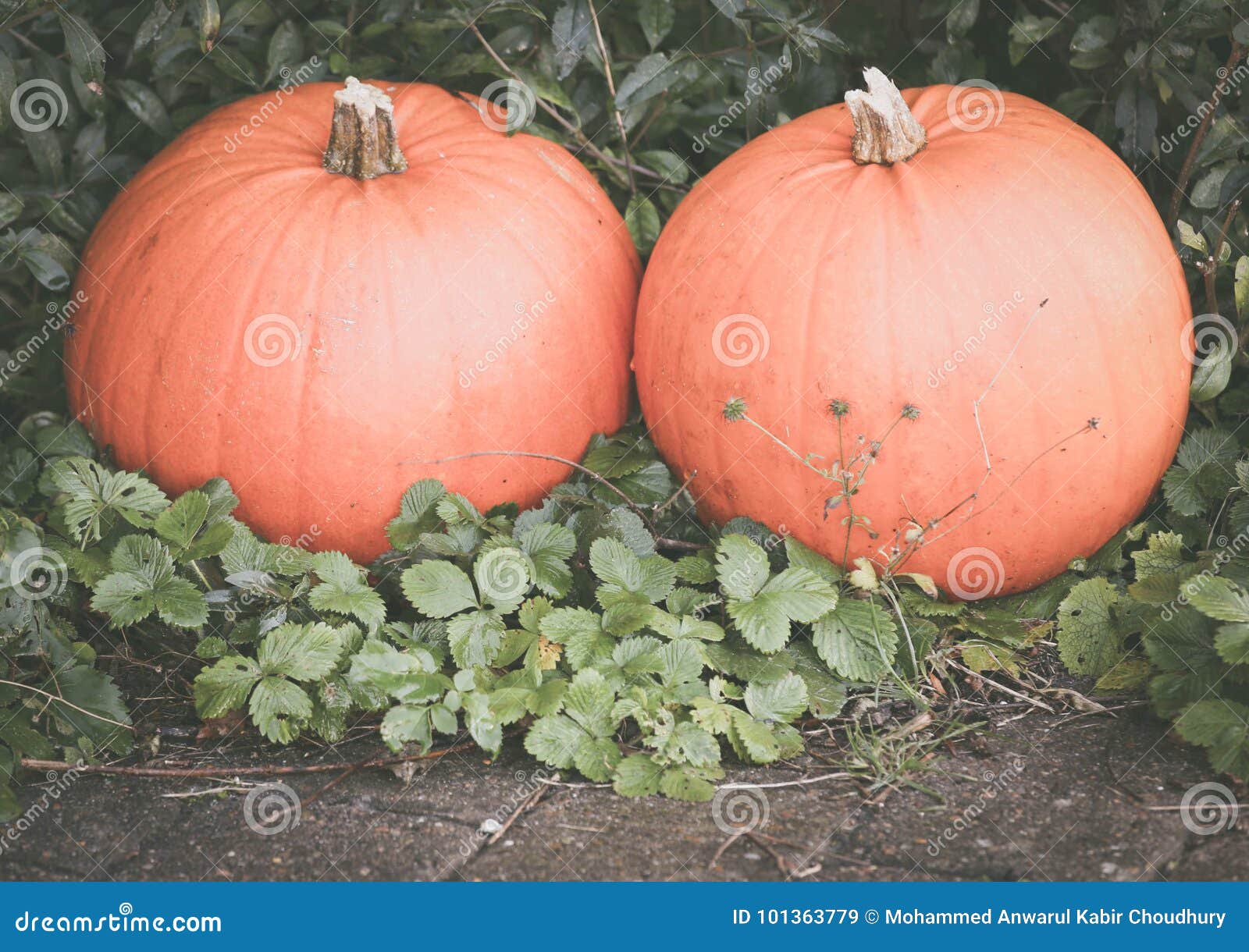 Two pumpkins stock image. Image of yellow, pumpkin, home - 101363779