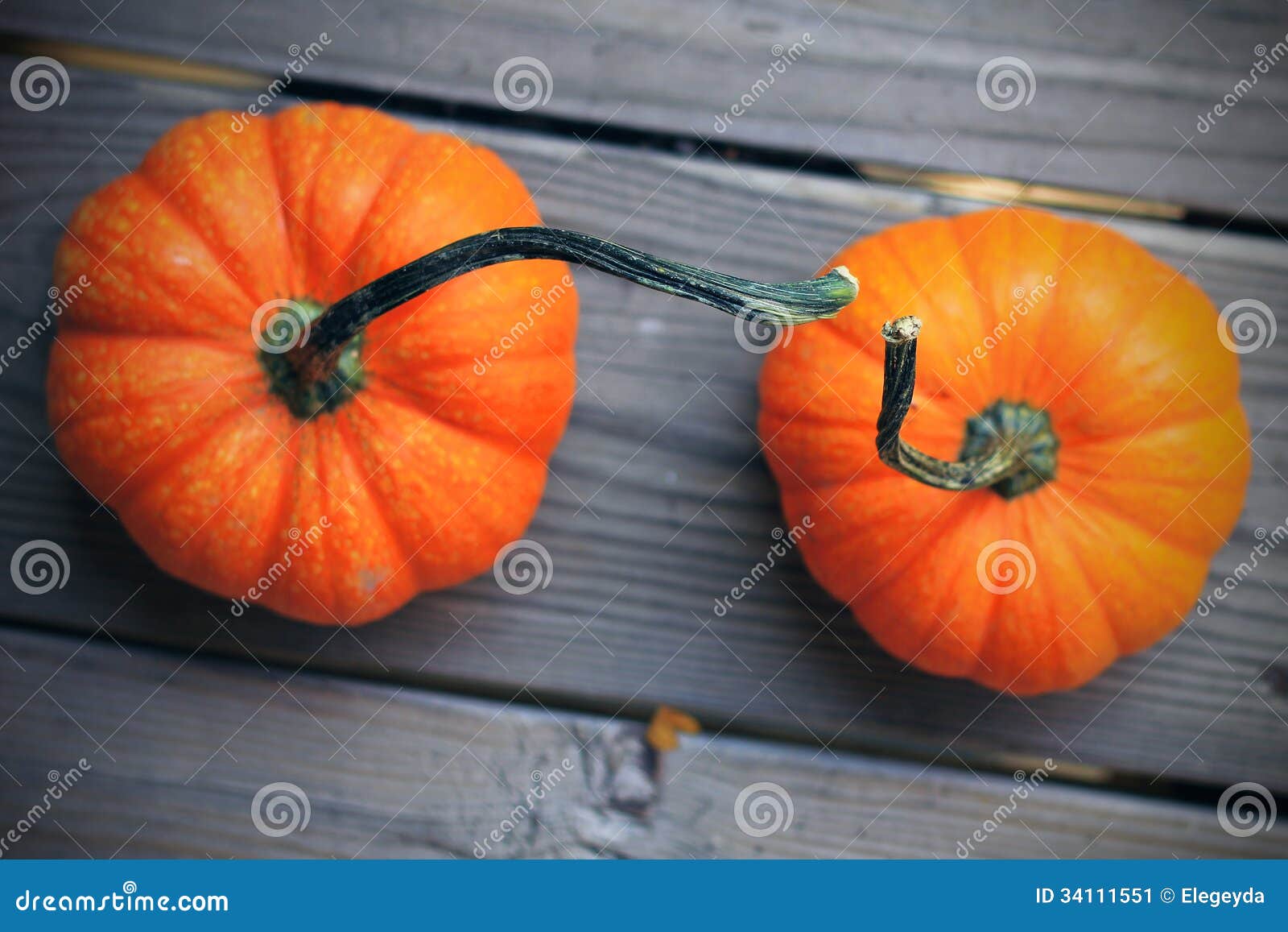 Two pumpkins stock image. Image of harvest, nature, life - 34111551