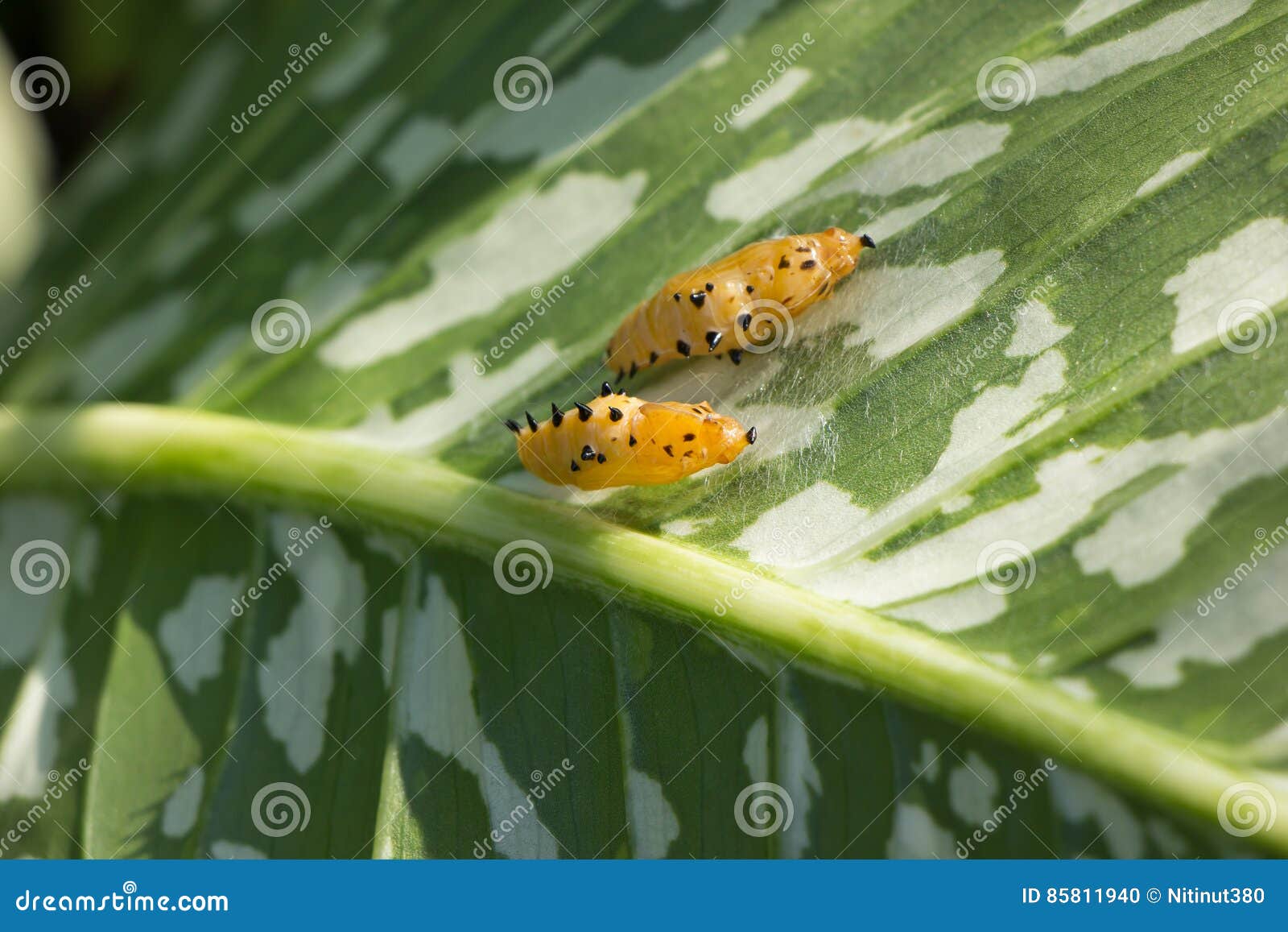 Two Pupa Animal on Green Leaf Tree Stock Photo - Image of pattern ...