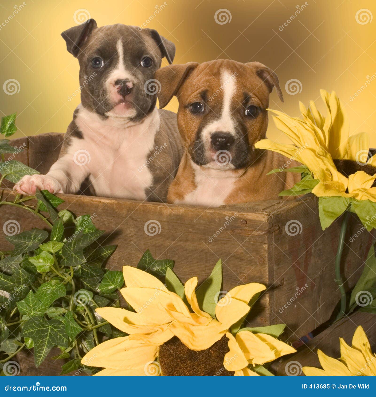 Two puppies stock image. Image of terrier, crate, wood - 413685